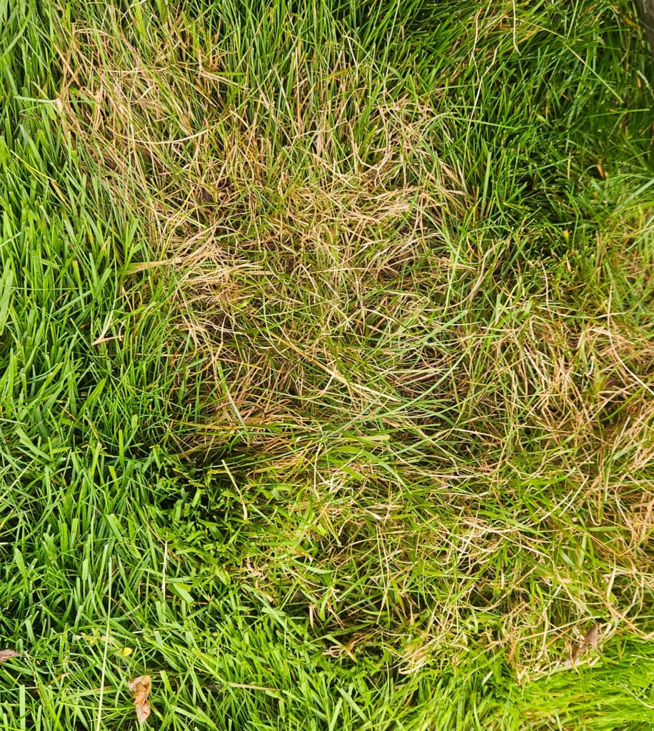Red thread disease - Sincorp Holdings' Lansdscaping